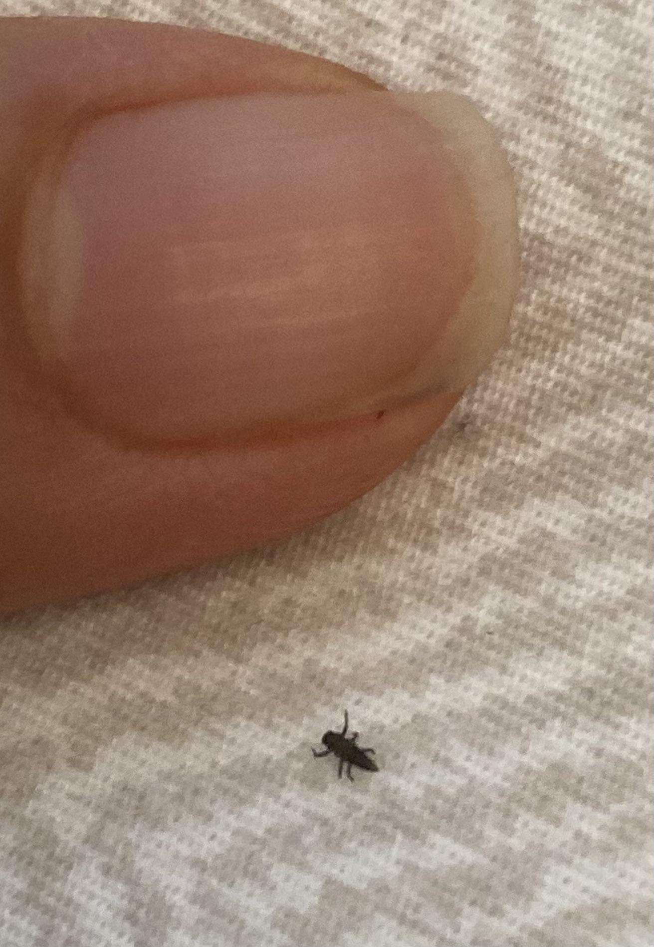 What are the little black bugs in my house with no wings - The ...